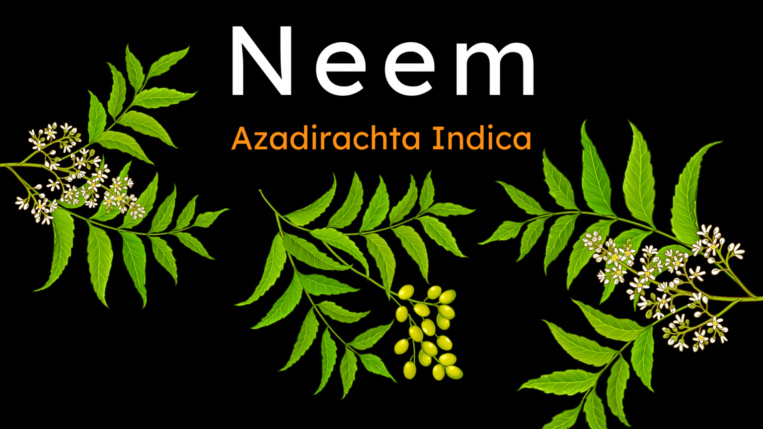 What is Neem and its 11 epic benefits